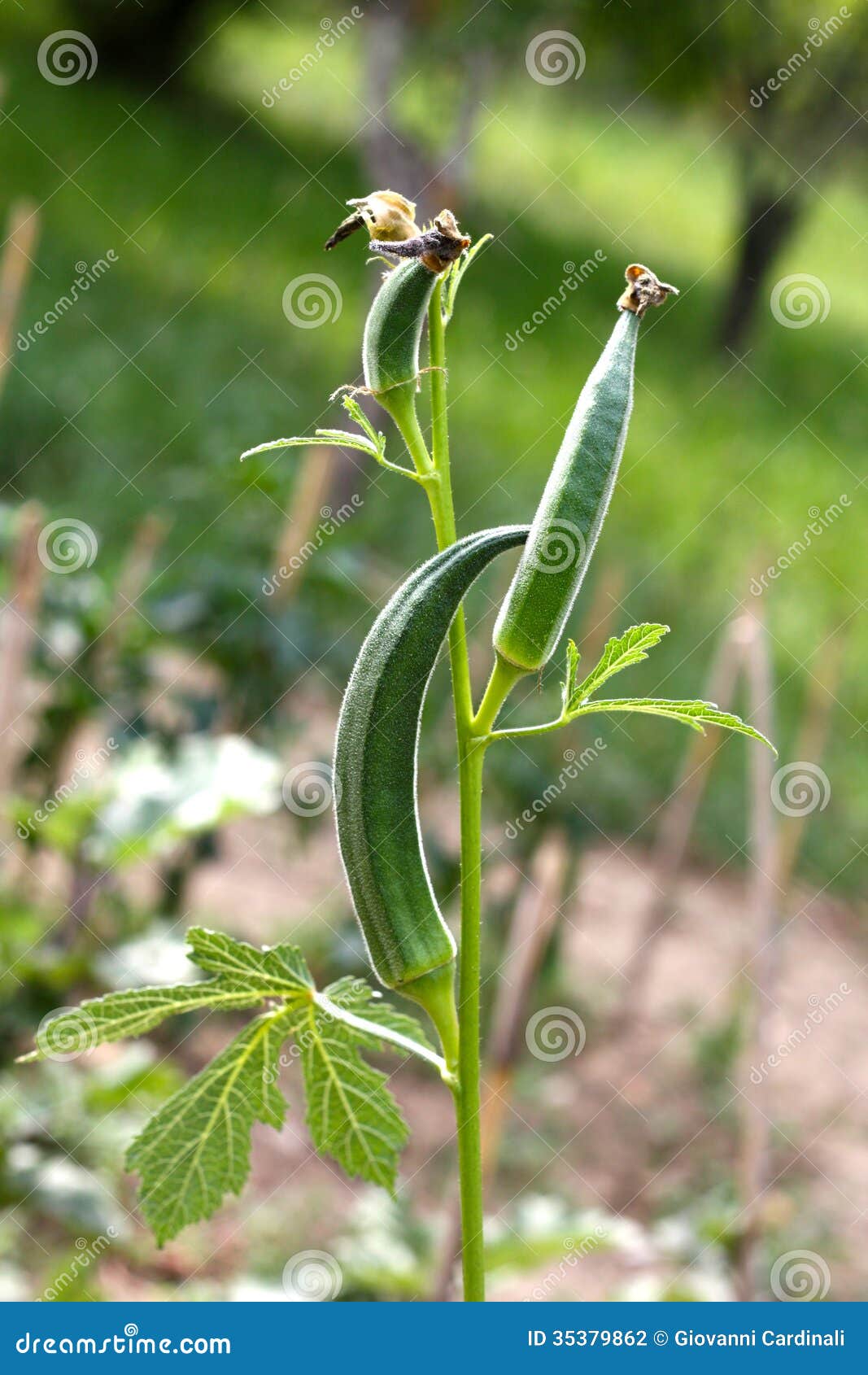 Planta de quingombó foto de archivo. Imagen de flor, comer - 35379862