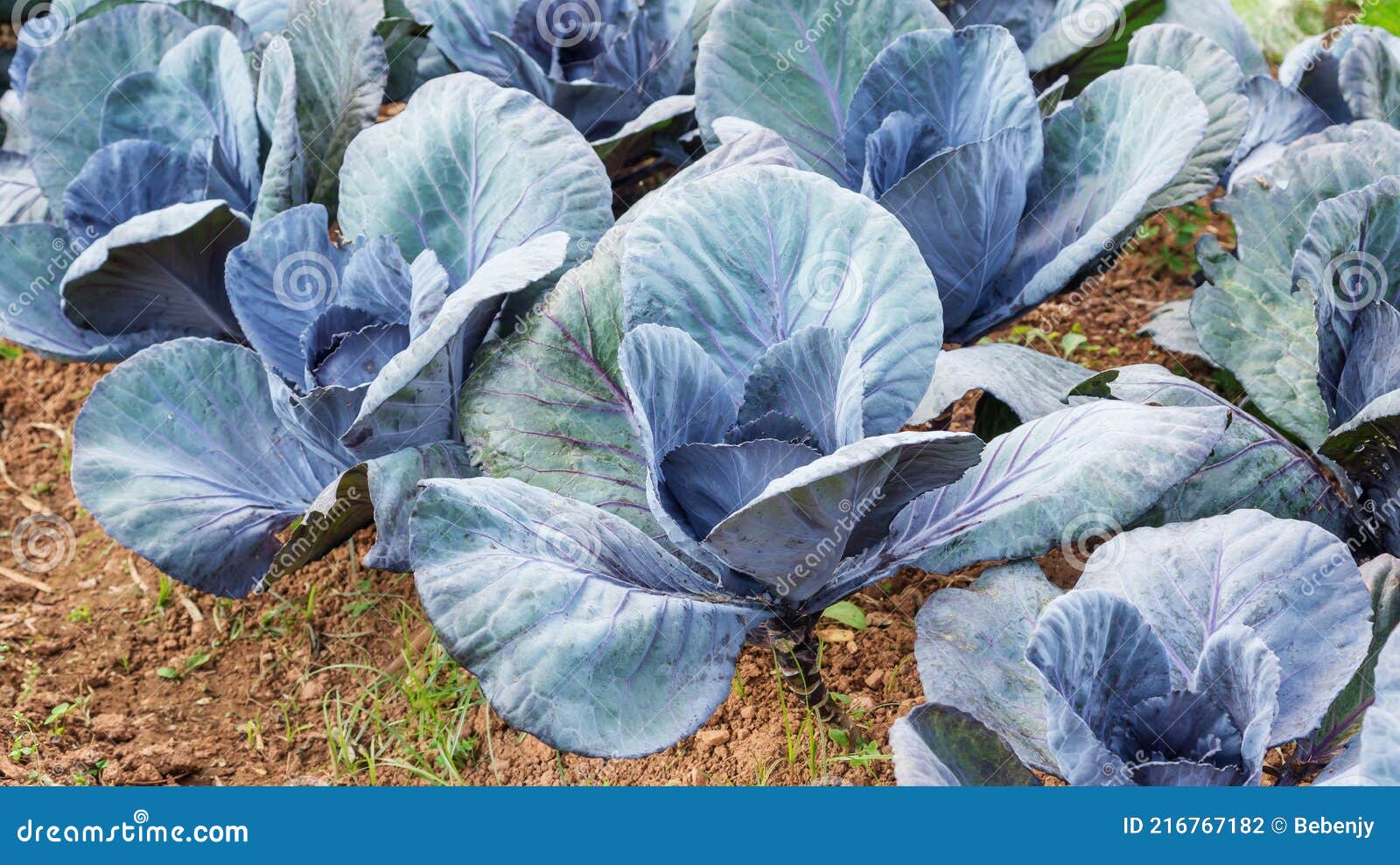 Planta De Repollo En Un Huerto Foto de archivo - Imagen de agricultura ...
