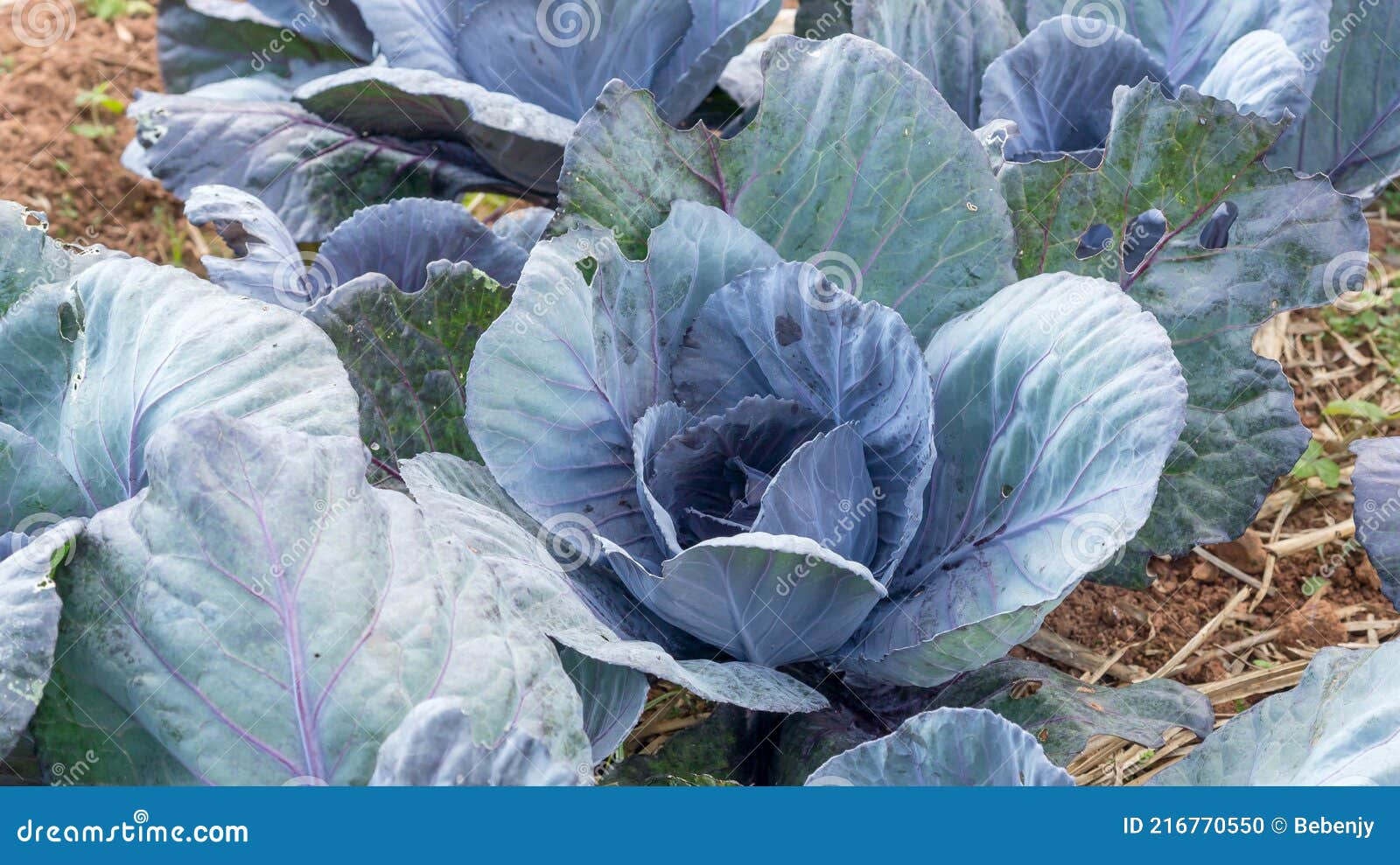 Planta De Repollo En Un Huerto Foto de archivo - Imagen de crudo, rural ...