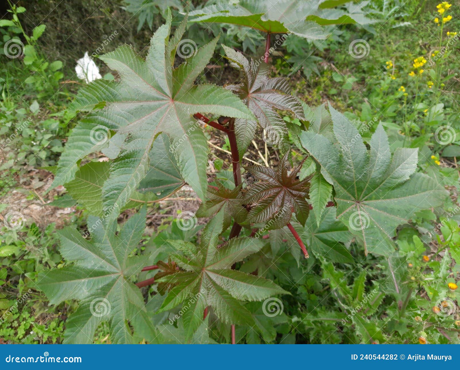 Planta De Ricino Para Aceite De Ricino Foto de archivo - Imagen de ...