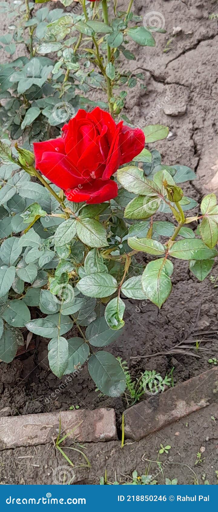 Planta de rosa foto de archivo. Imagen de rosa, hojas - 218850246