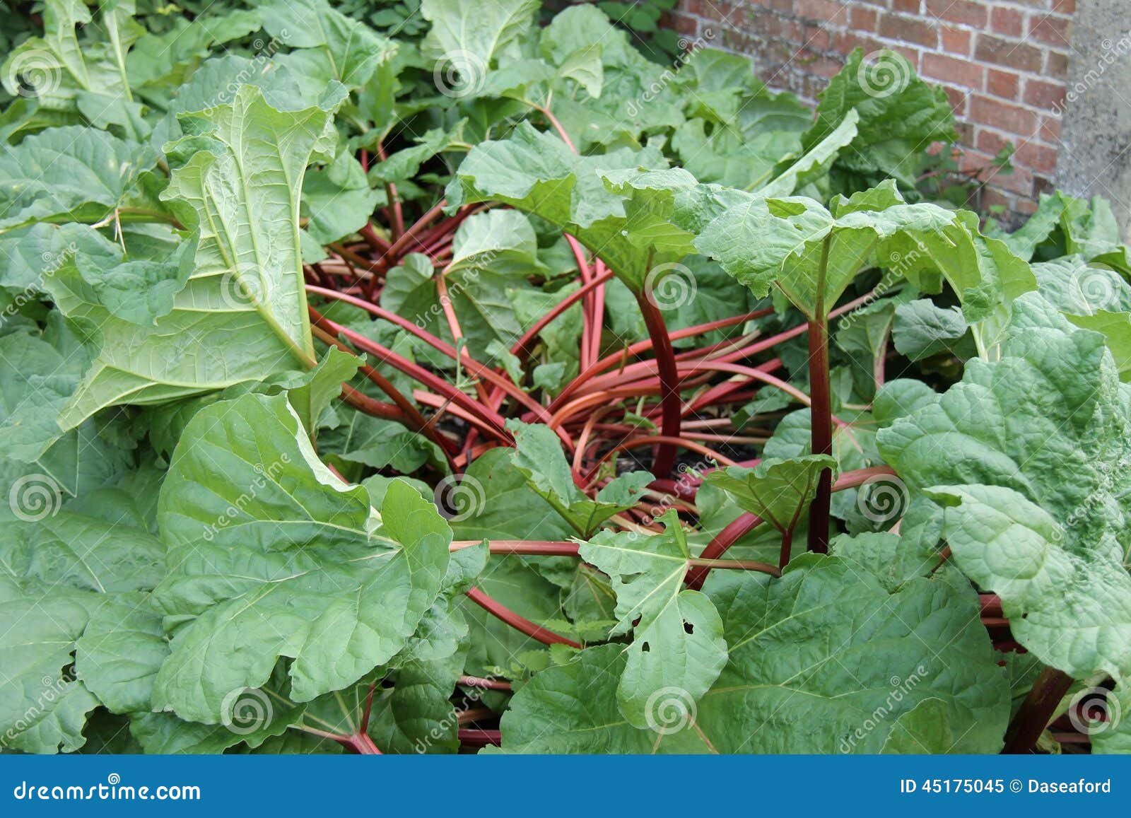 Planta de ruibarbo imagem de stock. Imagem de colheita - 45175045