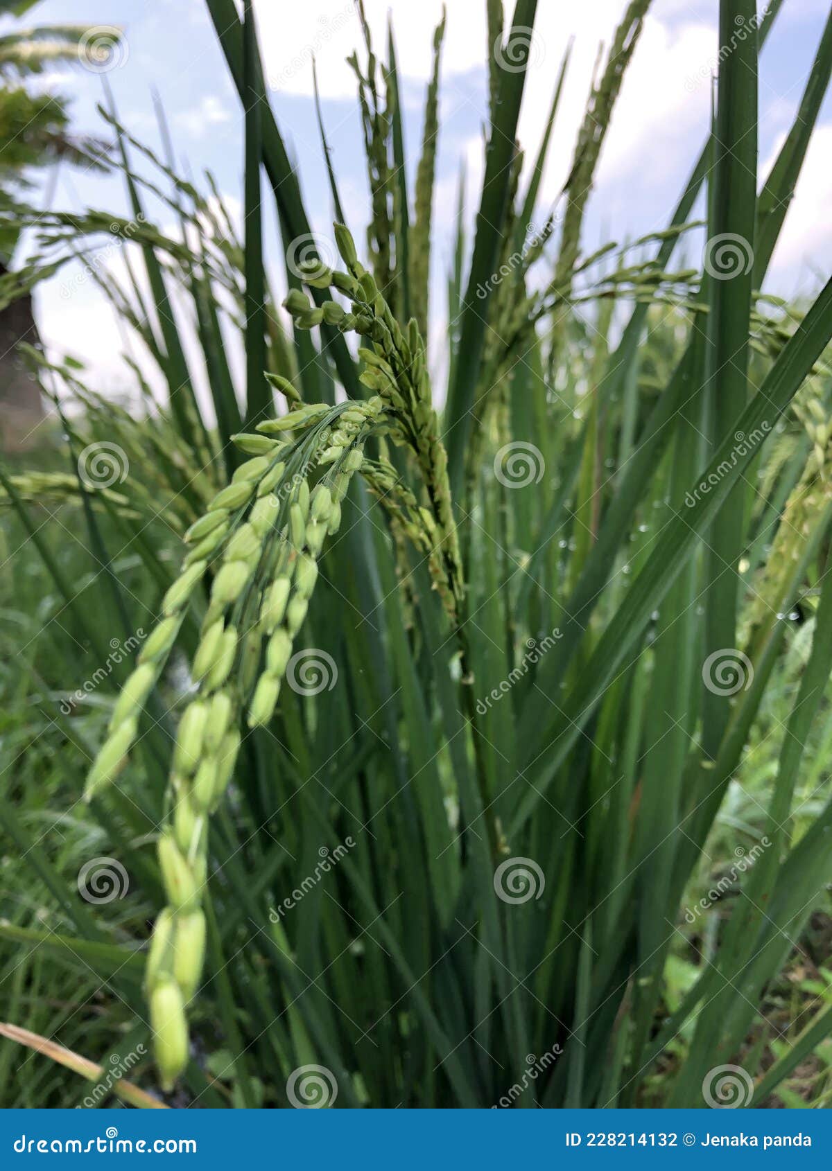 Planta De Semillas De Arroz Foto de archivo - Imagen de germen, planta ...