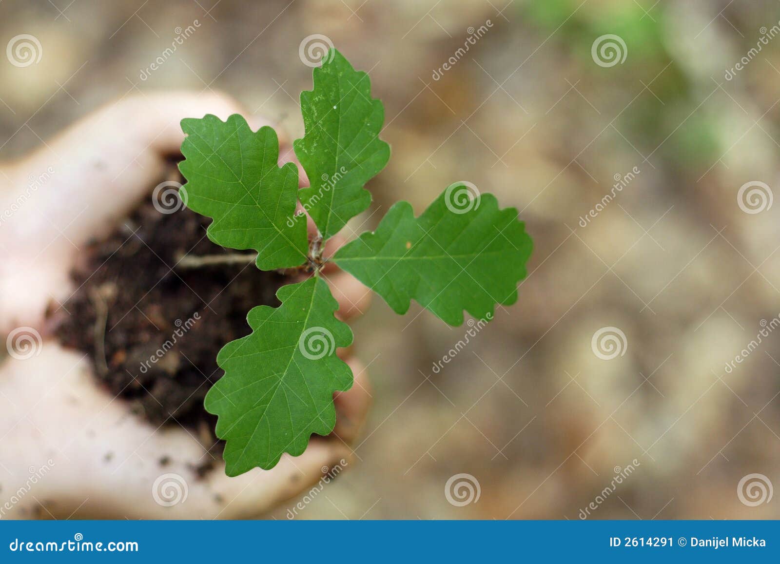 Planta De Semillero Del Roble Imagen de archivo - Imagen de madera ...