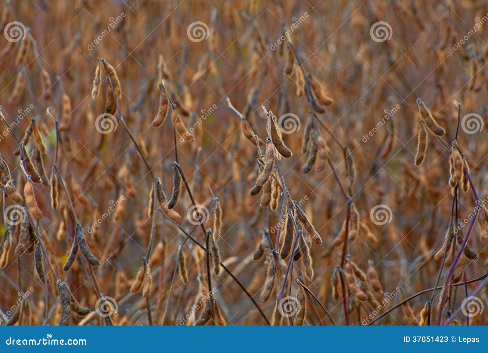 Planta de soja imagen de archivo. Imagen de cultivado - 37051423