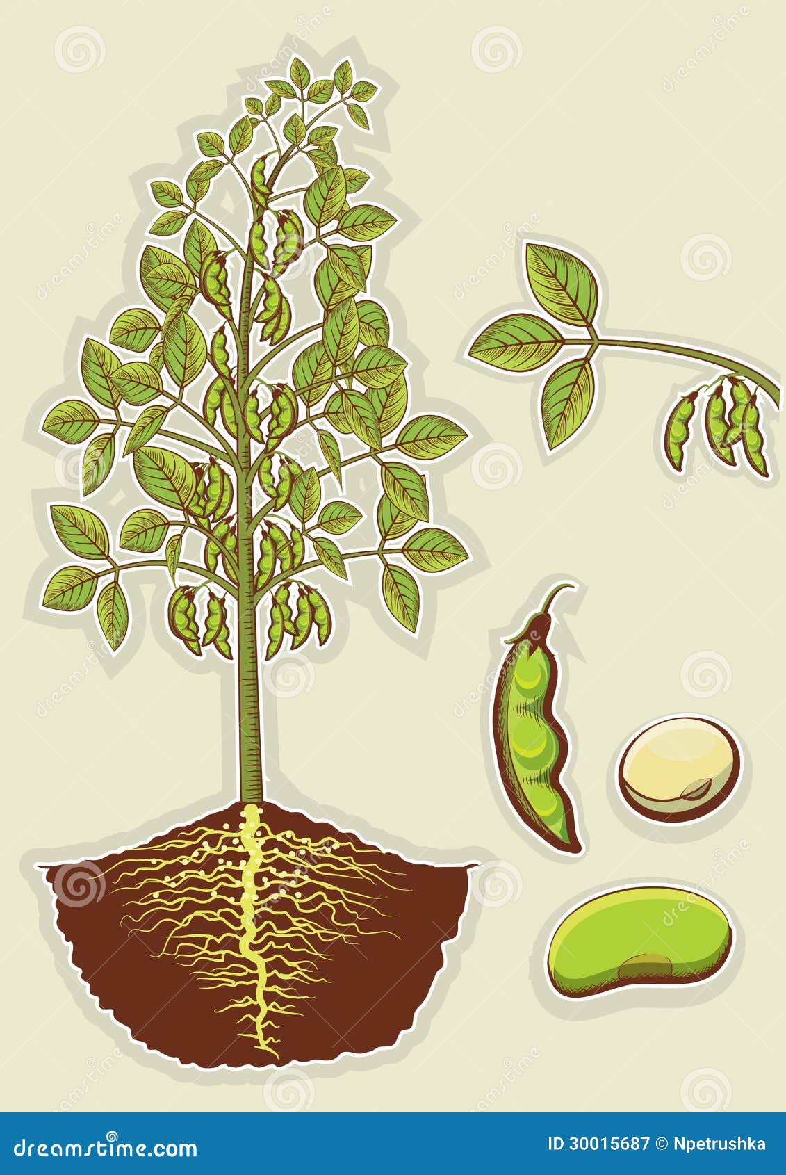 Planta De Soja. Vector F Aislada Ejemplo Verde Ilustración del Vector ...