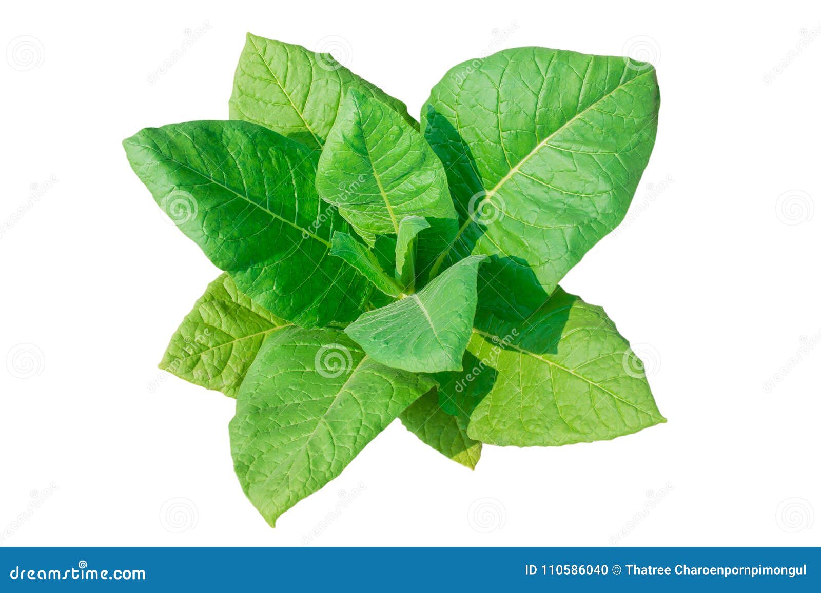 Planta De Tabaco En El Fondo Blanco Foto de archivo - Imagen de planta ...