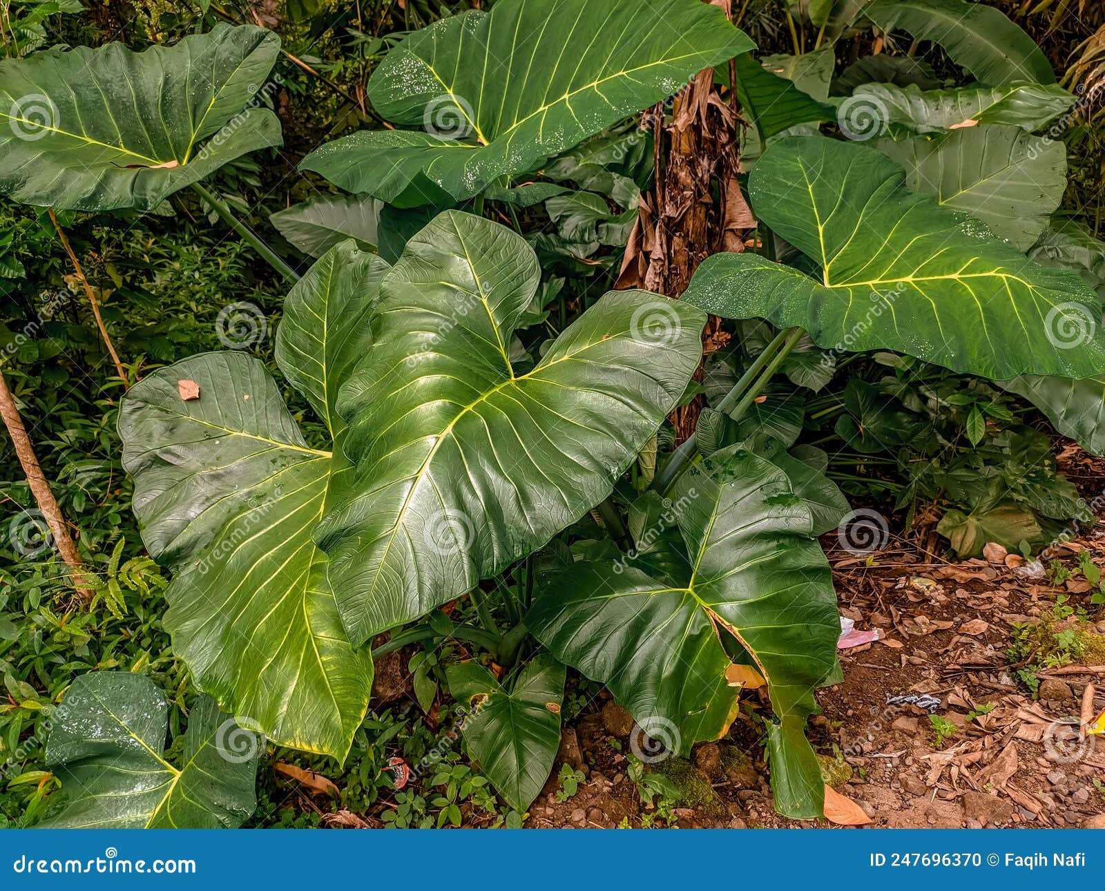Planta De Taro Colocasia Esculenta Foto de archivo - Imagen de ciencia ...