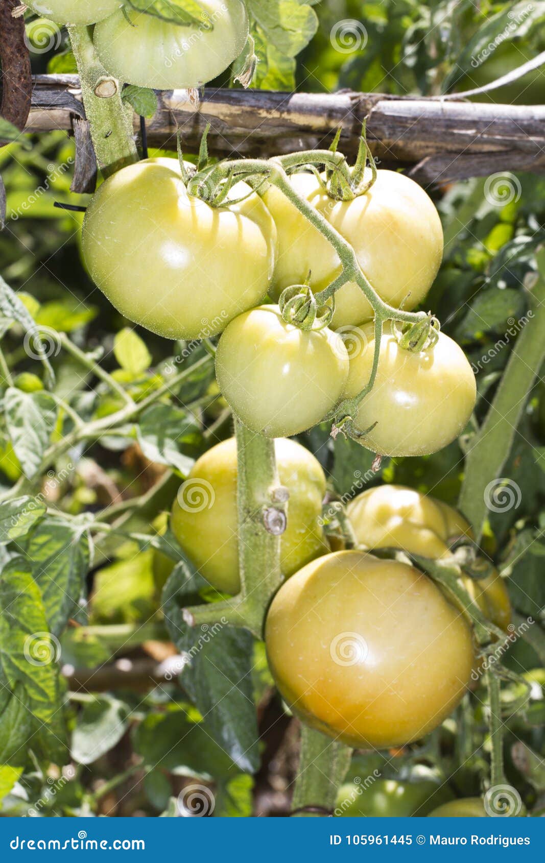 Planta de tomate imagen de archivo. Imagen de fruta - 105961445