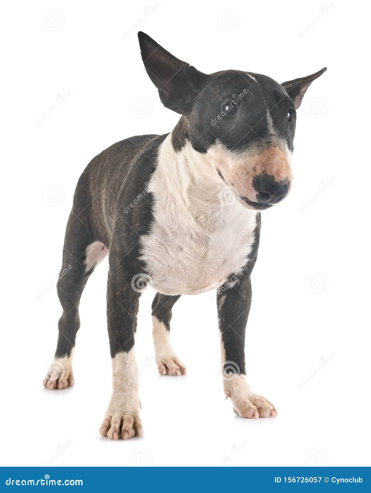 Planta De Toros En Miniatura En Estudio Imagen de archivo - Imagen de ...