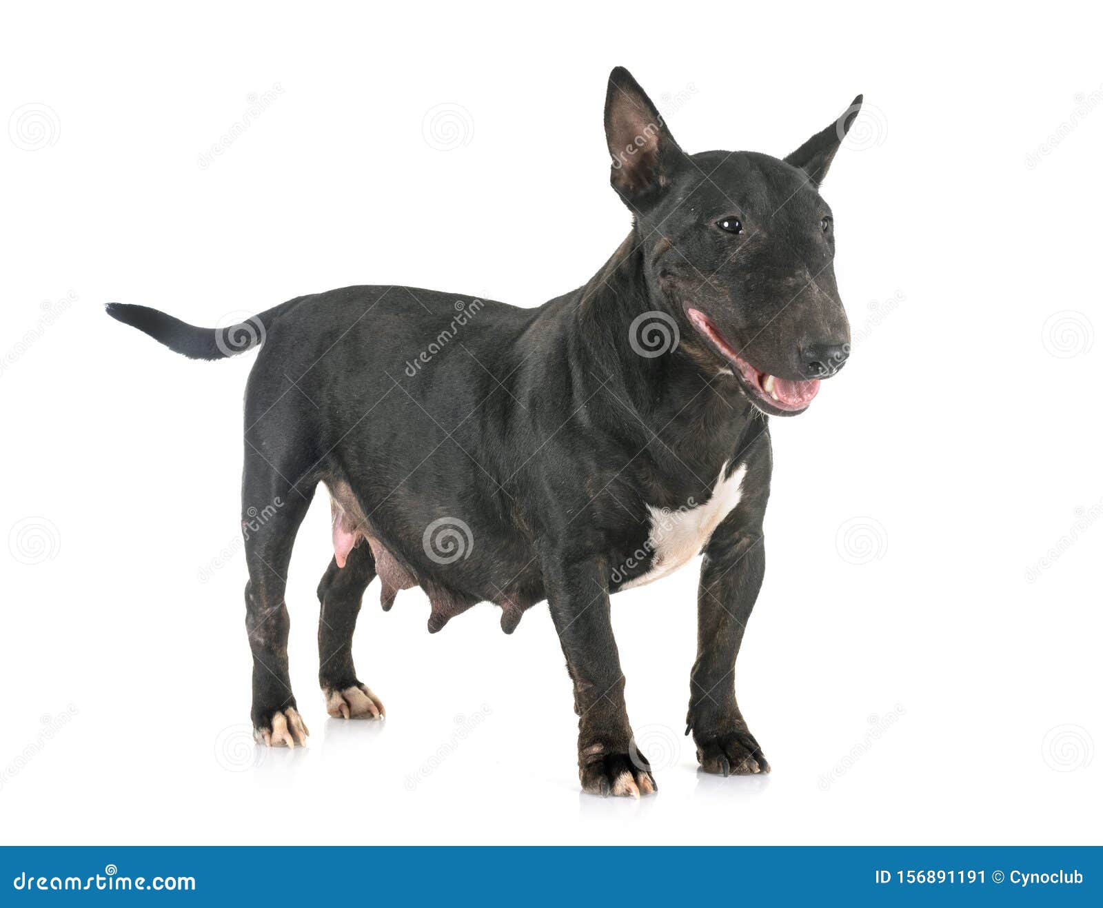 Planta De Toros En Miniatura En Estudio Imagen de archivo - Imagen de ...