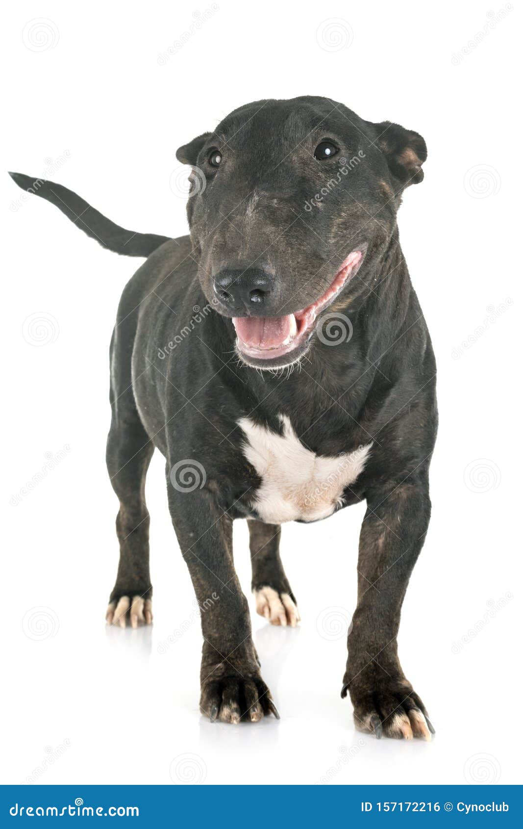 Planta De Toros En Miniatura En Estudio Foto de archivo - Imagen de ...