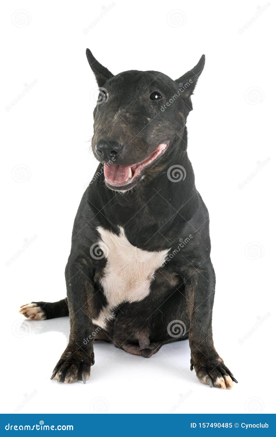 Planta De Toros En Miniatura En Estudio Imagen de archivo - Imagen de ...