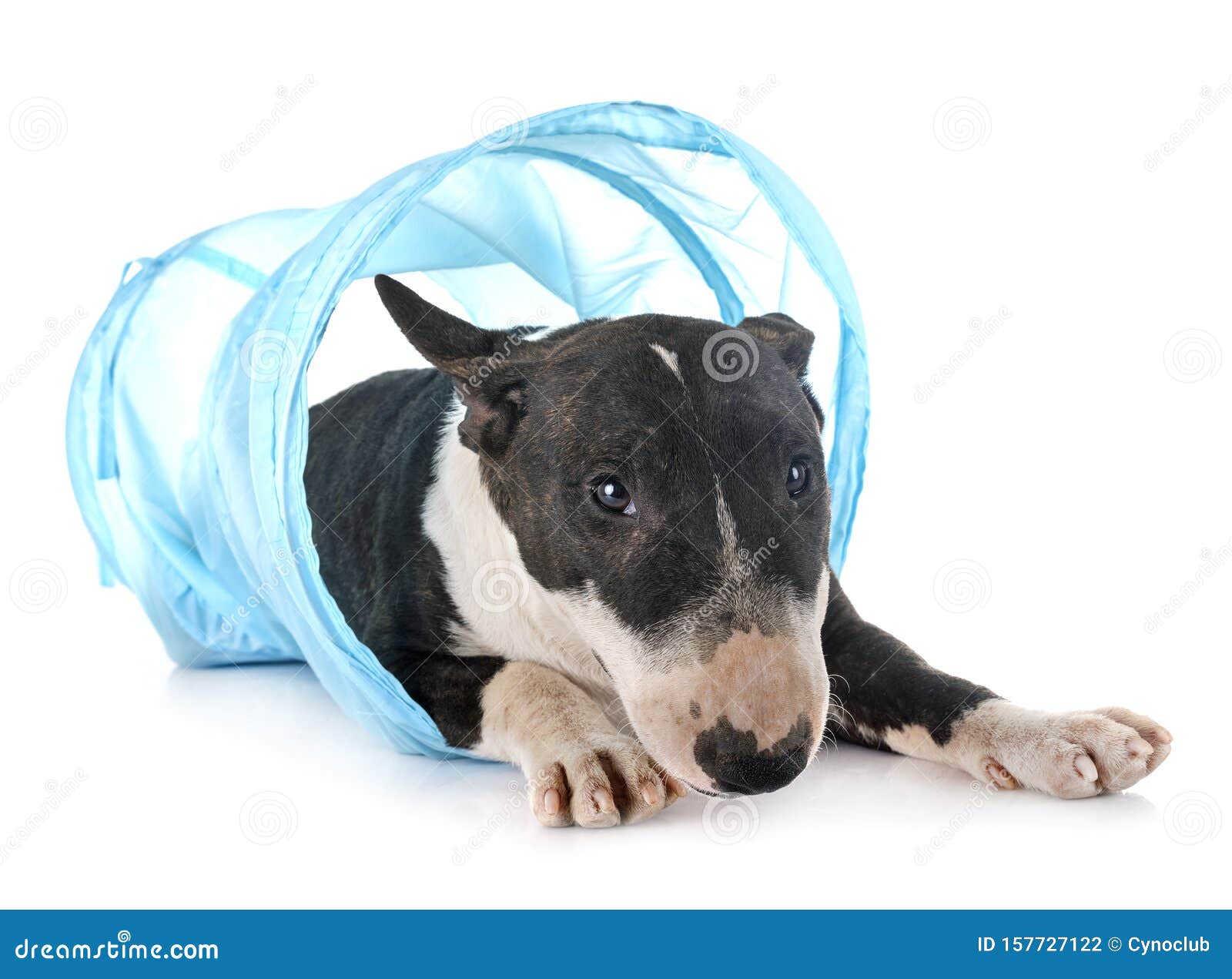 Planta De Toros En Miniatura En Estudio Foto de archivo - Imagen de ...