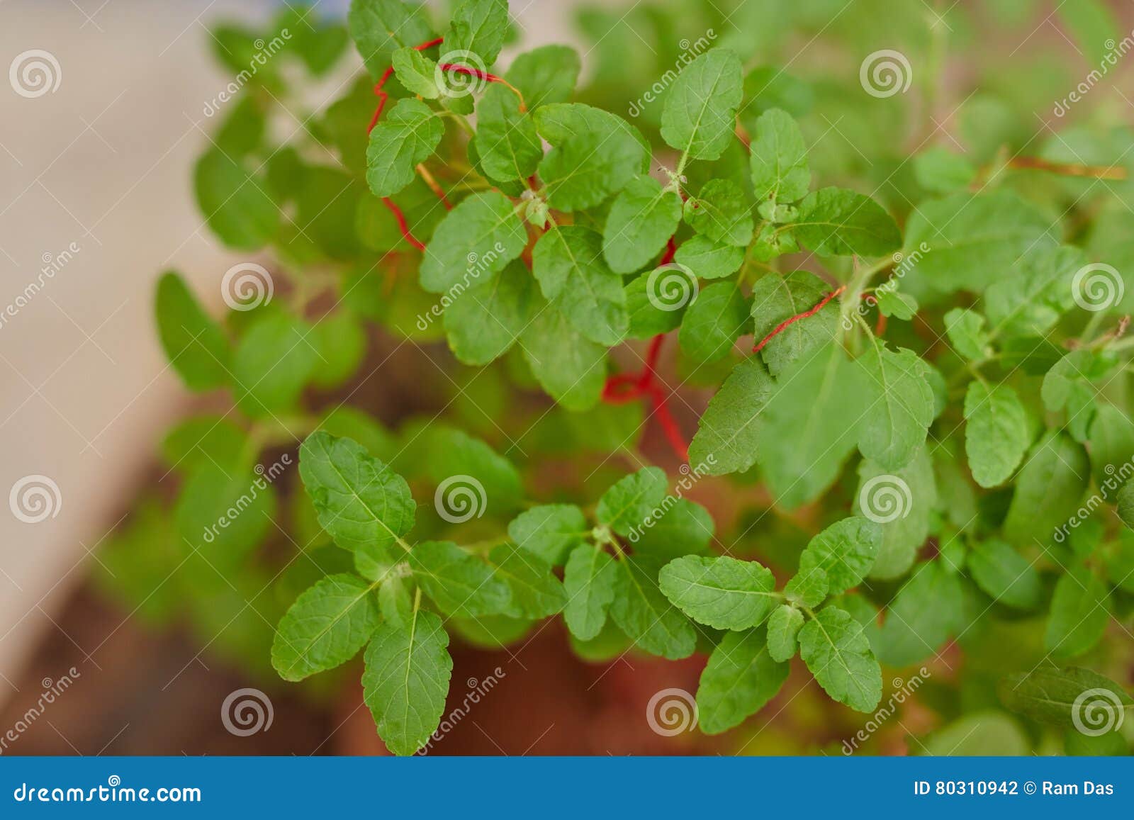 Planta de Tulasi foto de stock. Imagem de krishna, devi - 80310942
