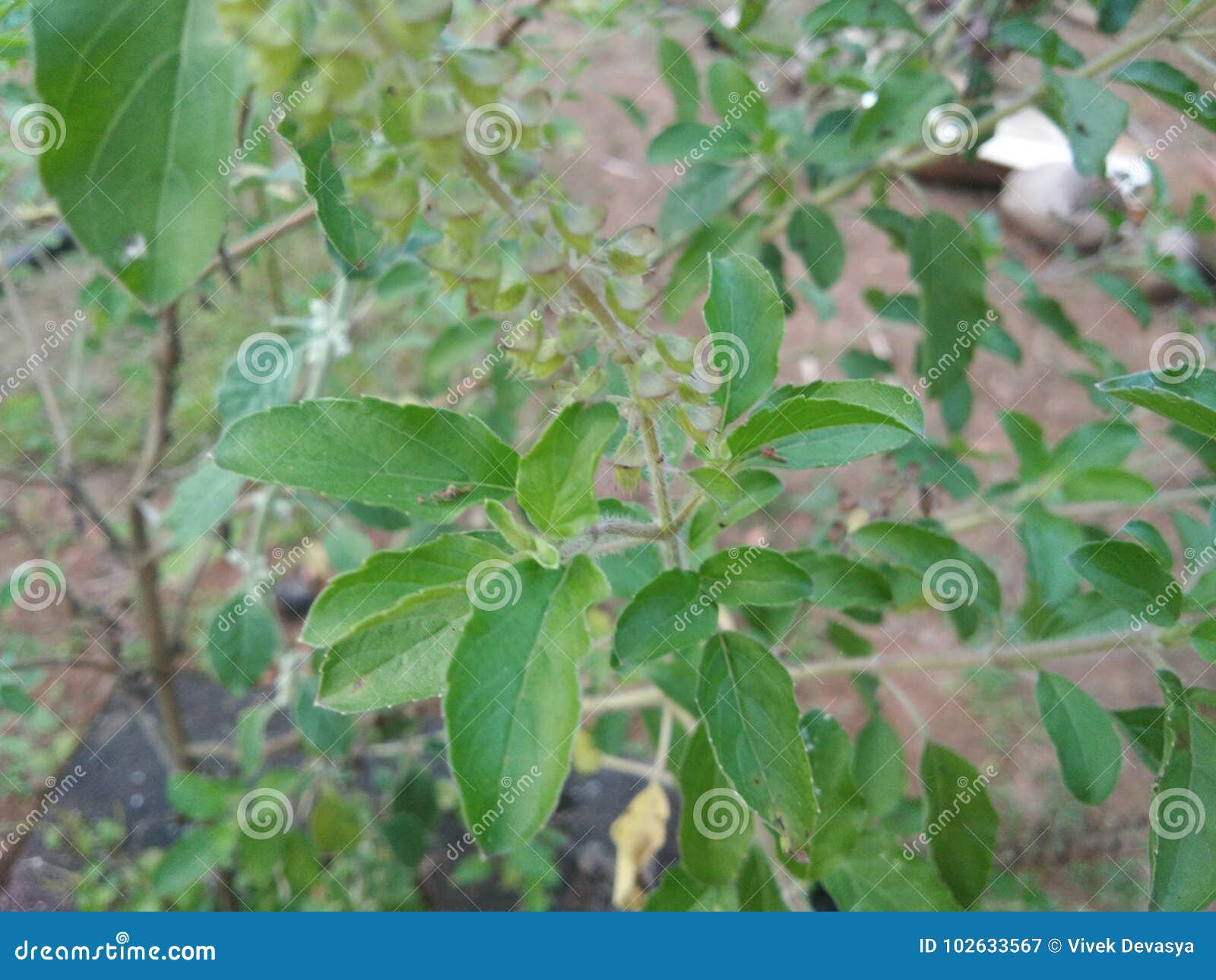 Planta De Tulsi/albahaca Santa Imagen de archivo - Imagen de guardado ...