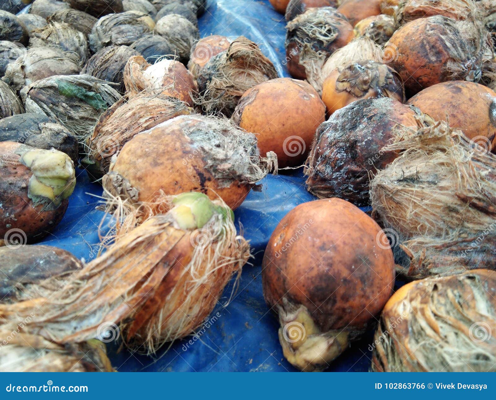 Planta De Tulsi/albahaca Santa Foto de archivo - Imagen de arbusto ...