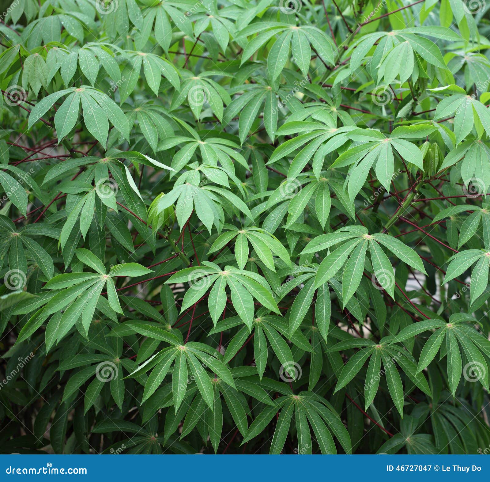 Planta de Yuca imagen de archivo. Imagen de hermoso, plantación - 46727047