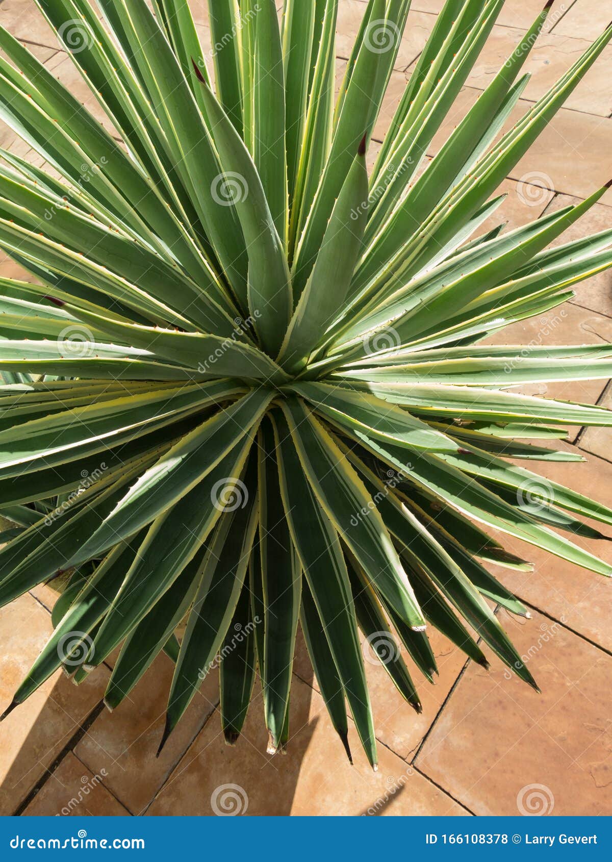 Planta De Yucca En Un Patio Foto de archivo - Imagen de inflorescencia ...