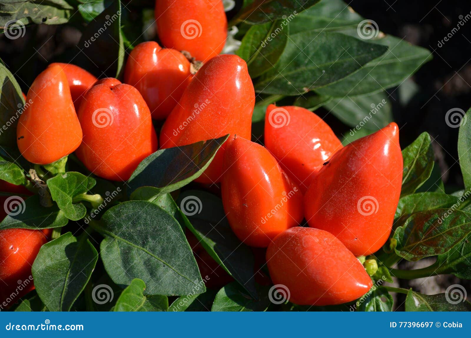 Planta Decorativa ( Da Pimenta; Capsicum Annuum) Imagem de Stock ...