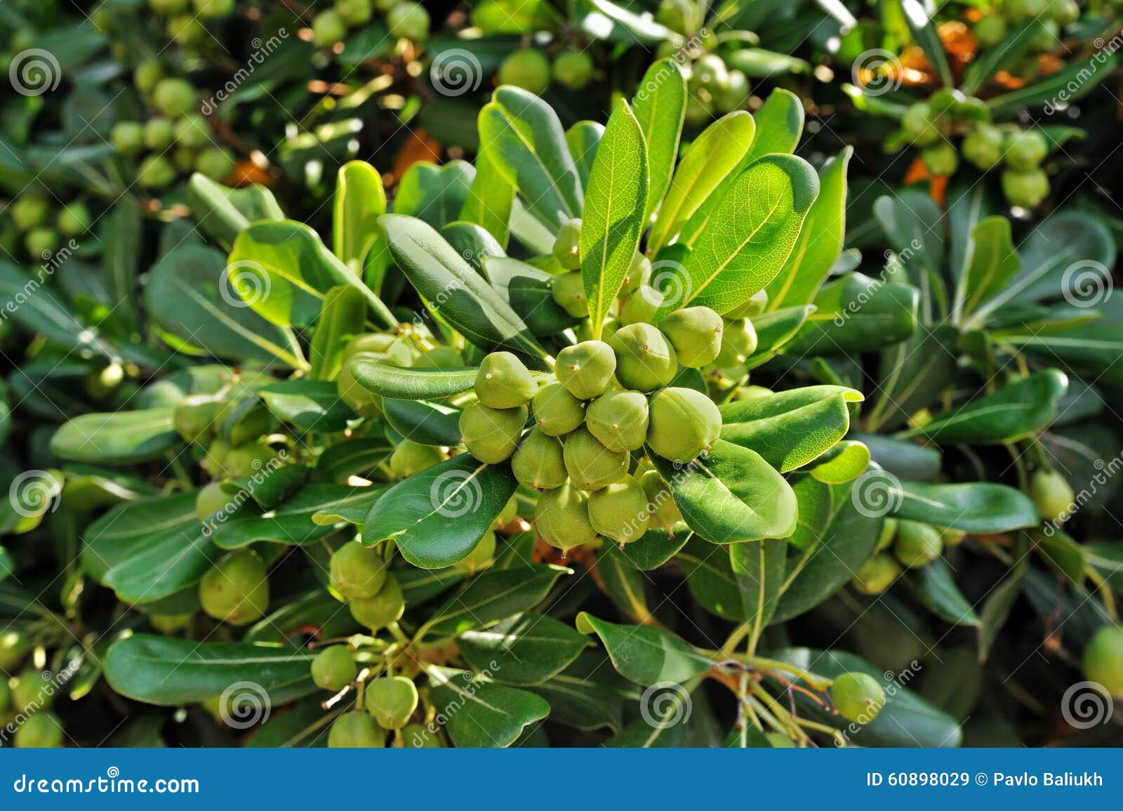 Planta Decorativa De Pitosforo Com Fruto Imagem de Stock - Imagem de ...