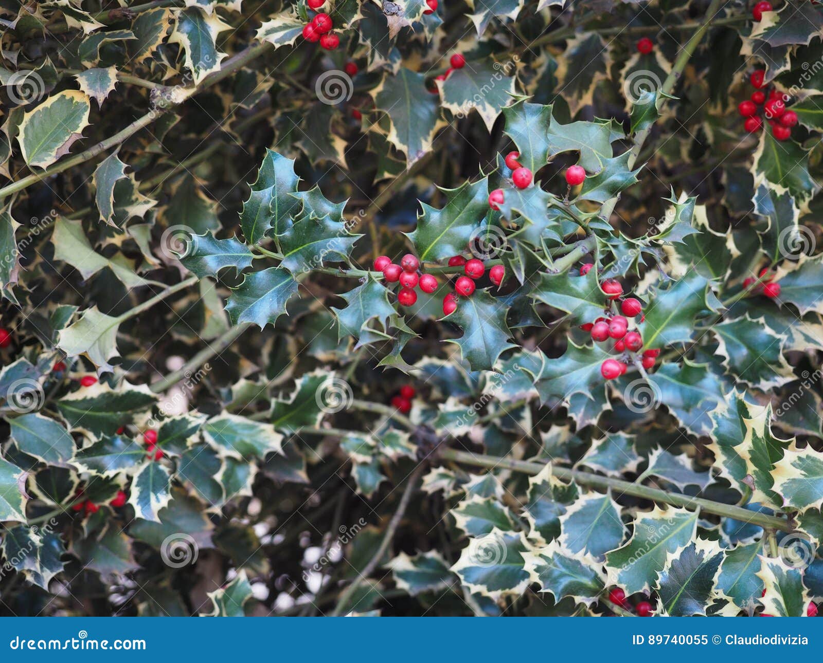 Planta Del Acebo De La Navidad Imagen de archivo - Imagen de vacaciones ...