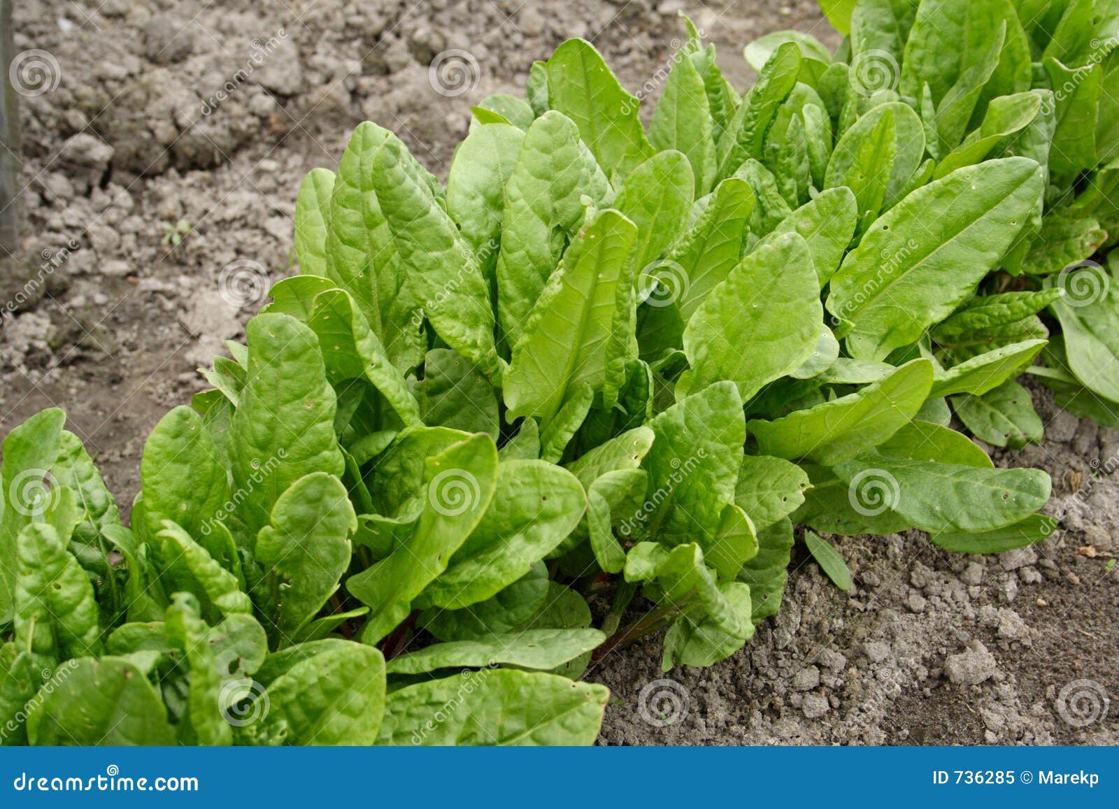 Planta del alazán imagen de archivo. Imagen de tierra, lechuga - 736285