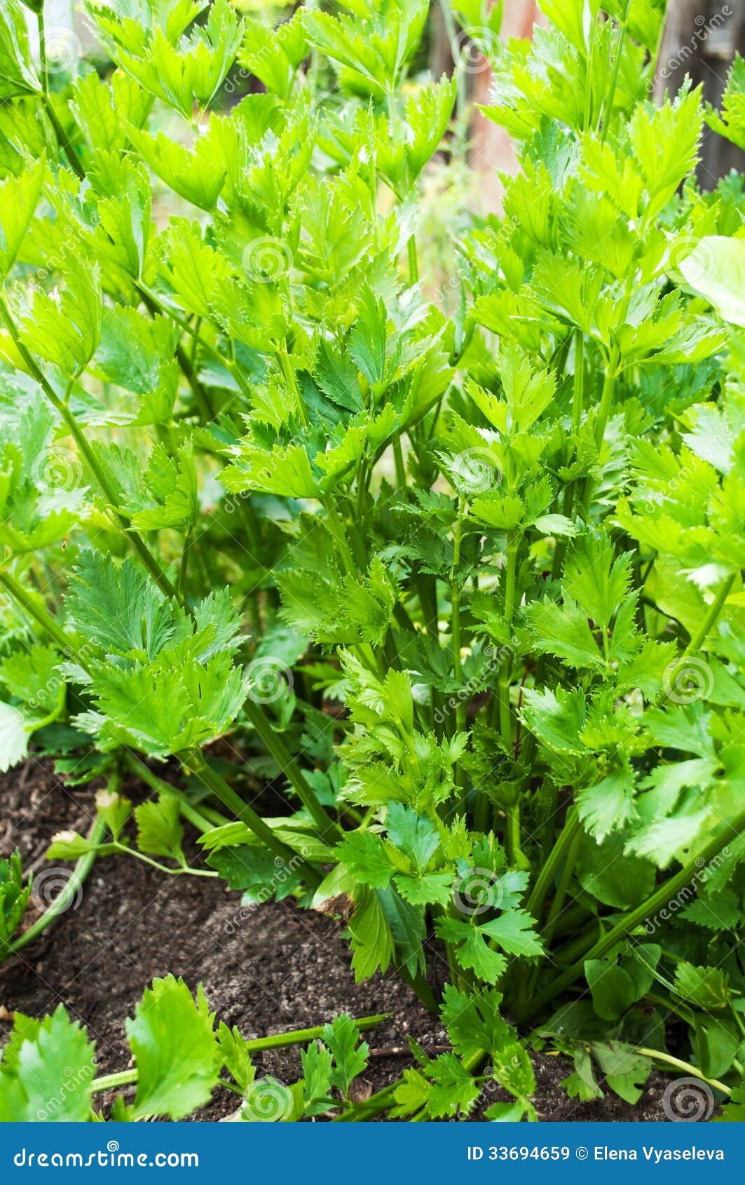 Planta del apio imagen de archivo. Imagen de cosecha - 33694659