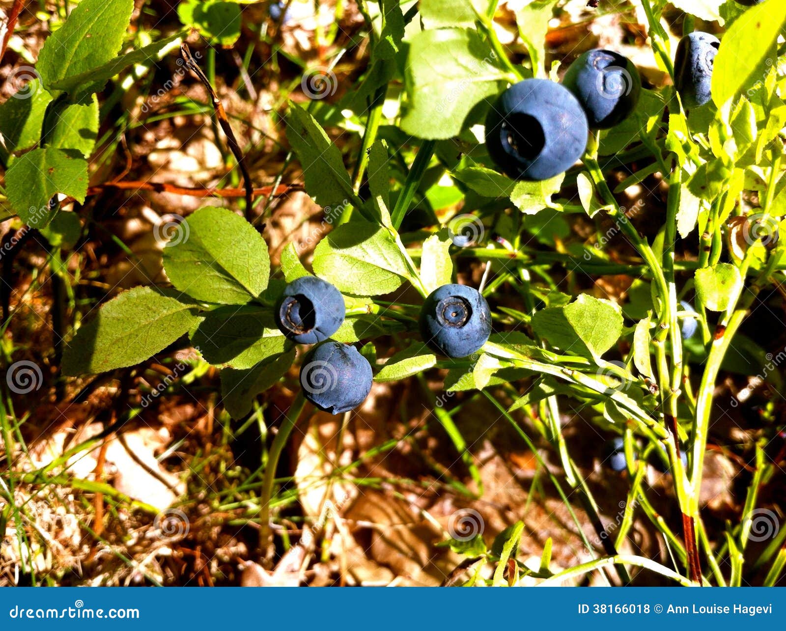 Planta del arándano foto de archivo. Imagen de planta - 38166018