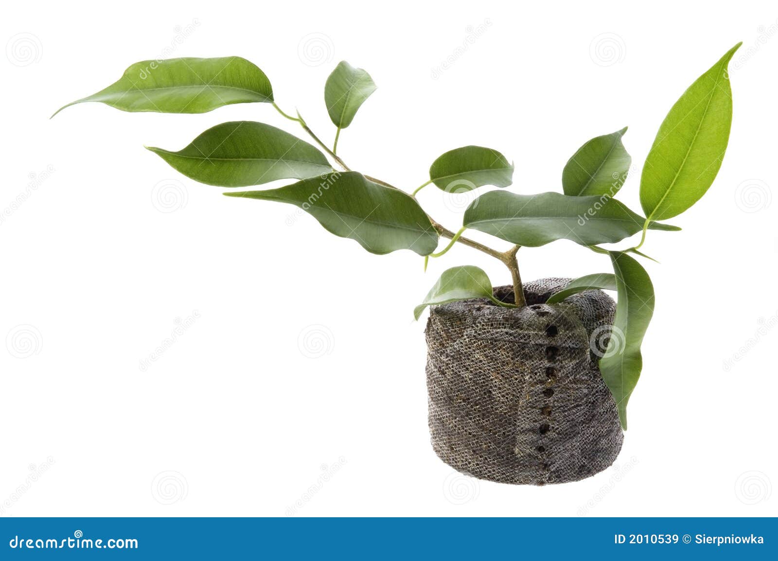 Planta del bebé. ficus imagen de archivo. Imagen de esperanza - 2010539