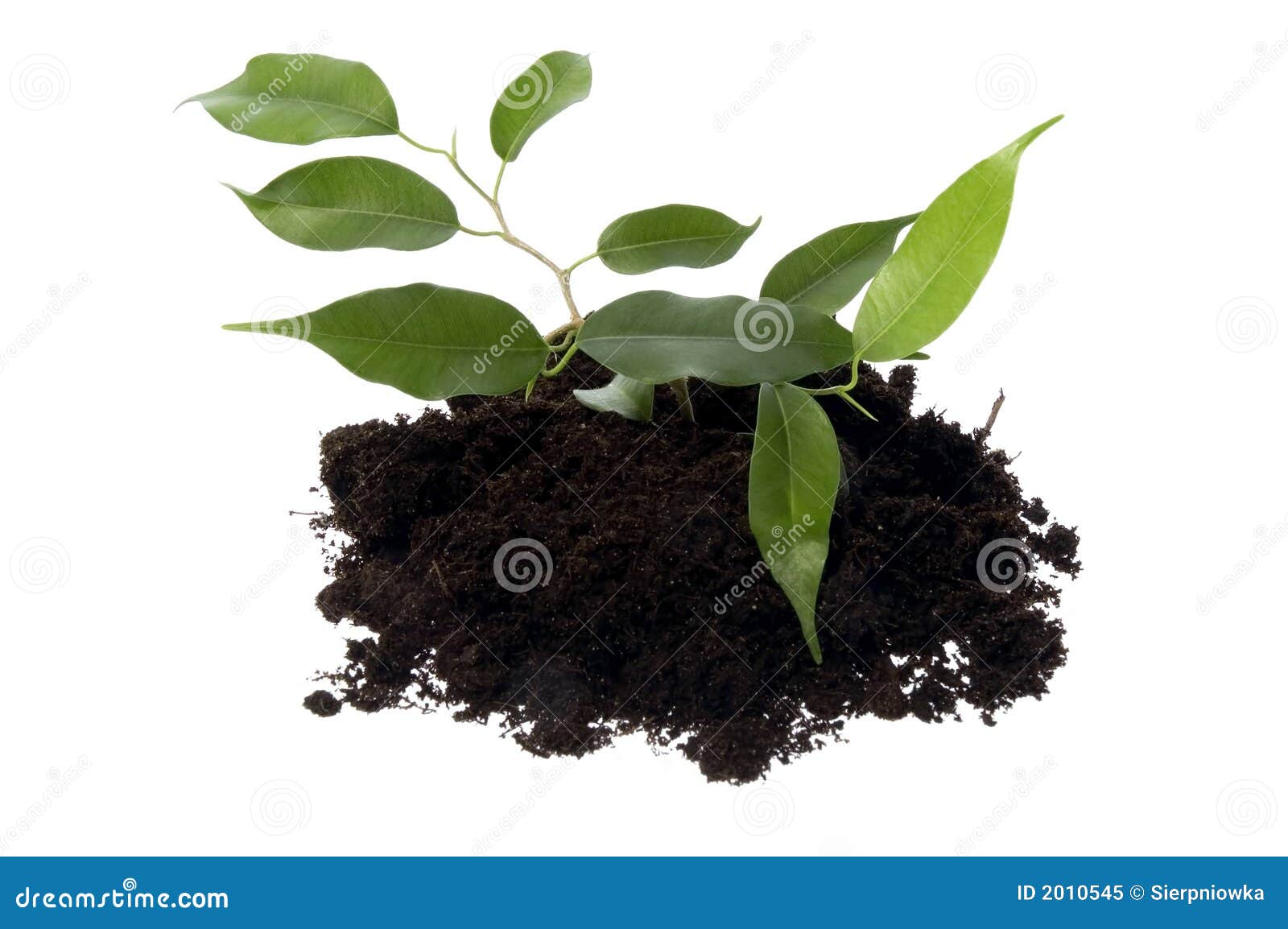 Planta Del Bebé. Ficus Y Suelo Imagen de archivo - Imagen de hoja ...