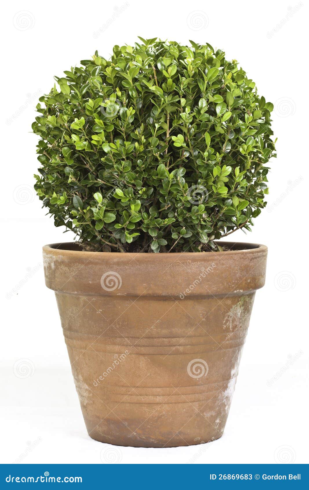 Planta del boj imagen de archivo. Imagen de arbusto, crezca - 26869683