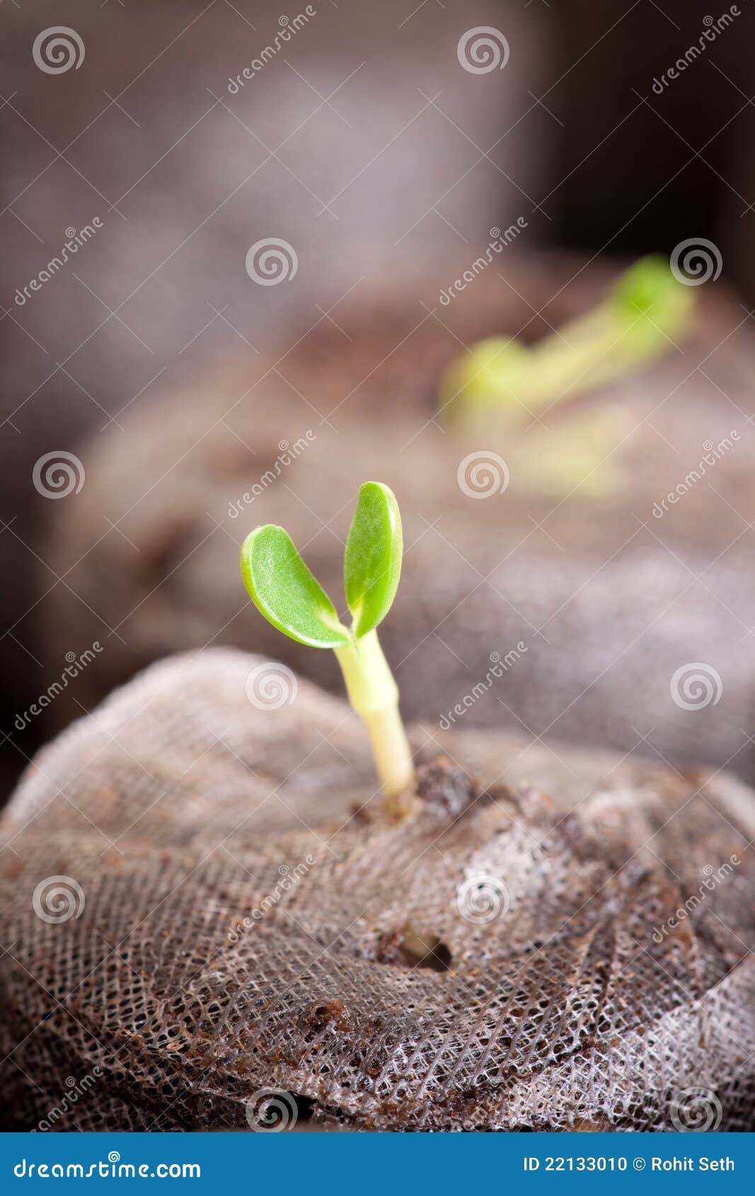 Planta del brote foto de archivo. Imagen de joven, comienzo - 22133010