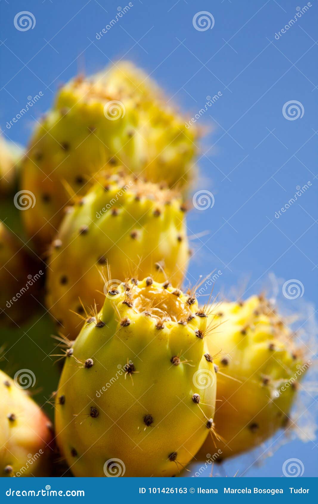 Planta Del Cactus Con Las Frutas Imagen de archivo - Imagen de ...