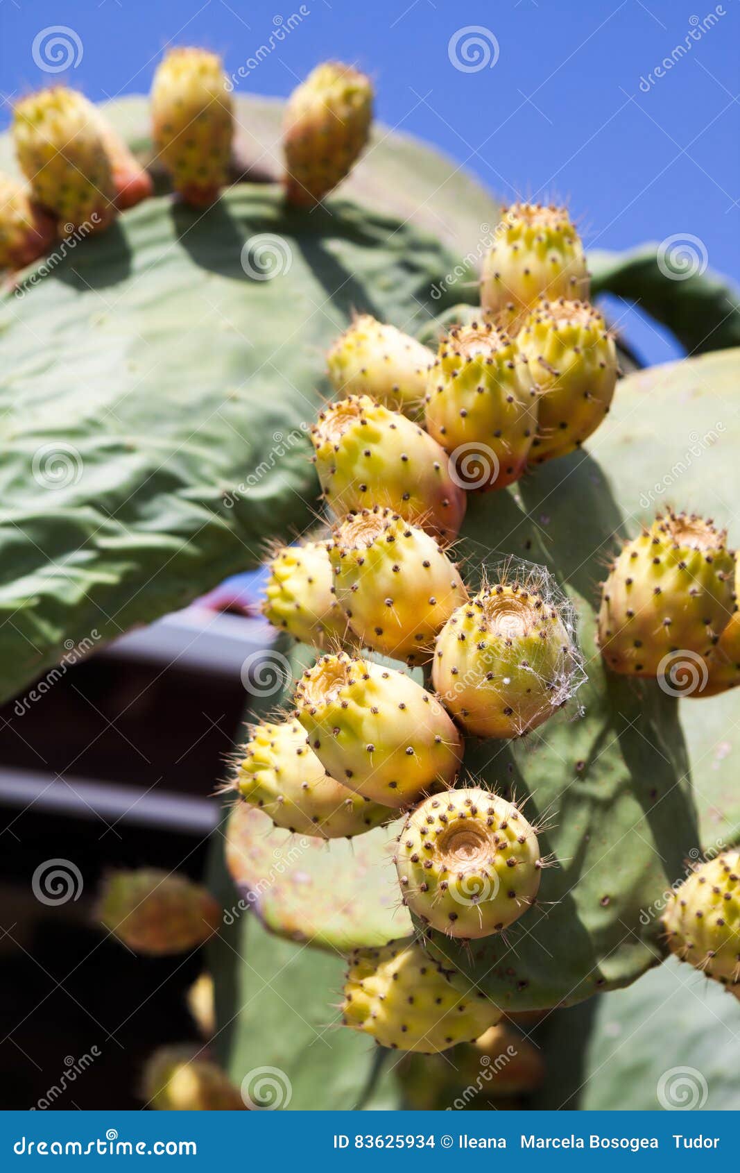Planta Del Cactus Con Las Frutas Foto de archivo - Imagen de anaranjado ...