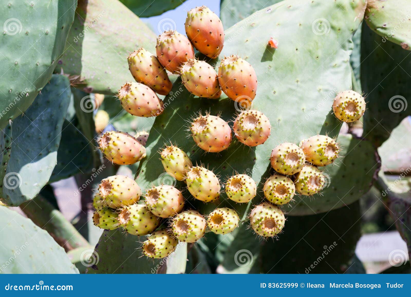 Planta Del Cactus Con Las Frutas Imagen de archivo - Imagen de cacto ...