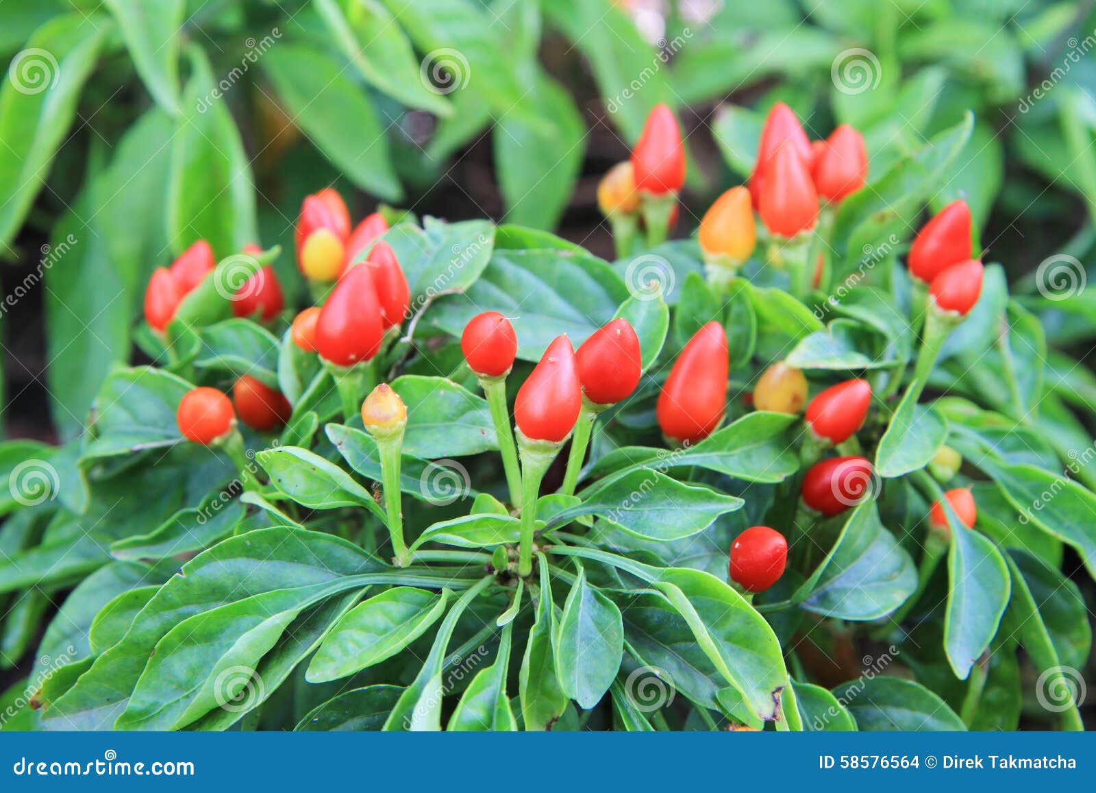 Planta del chile foto de archivo. Imagen de sano, hierbas - 58576564