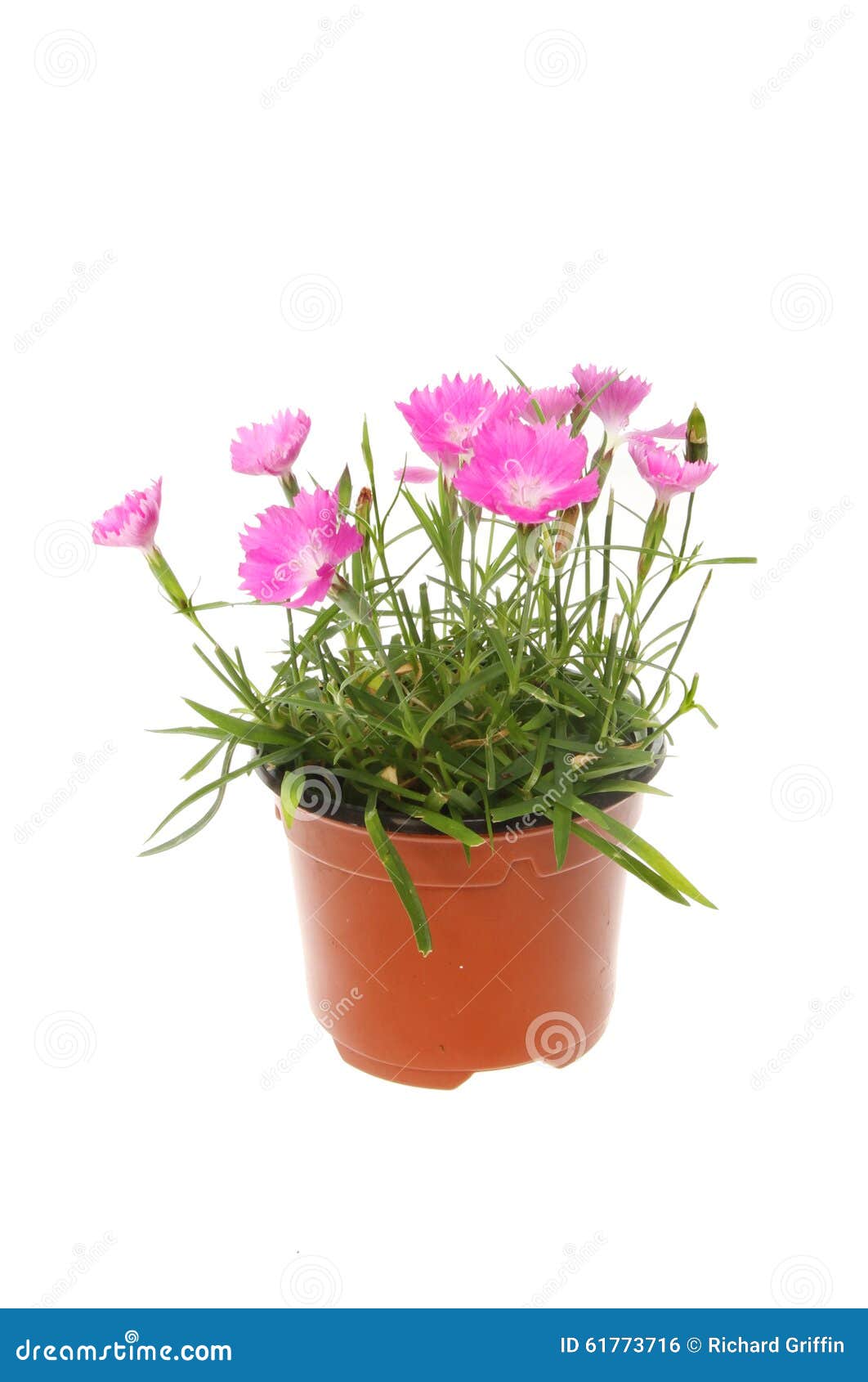 Planta Del Clavel En Un Pote Foto de archivo - Imagen de clavel, hoja ...