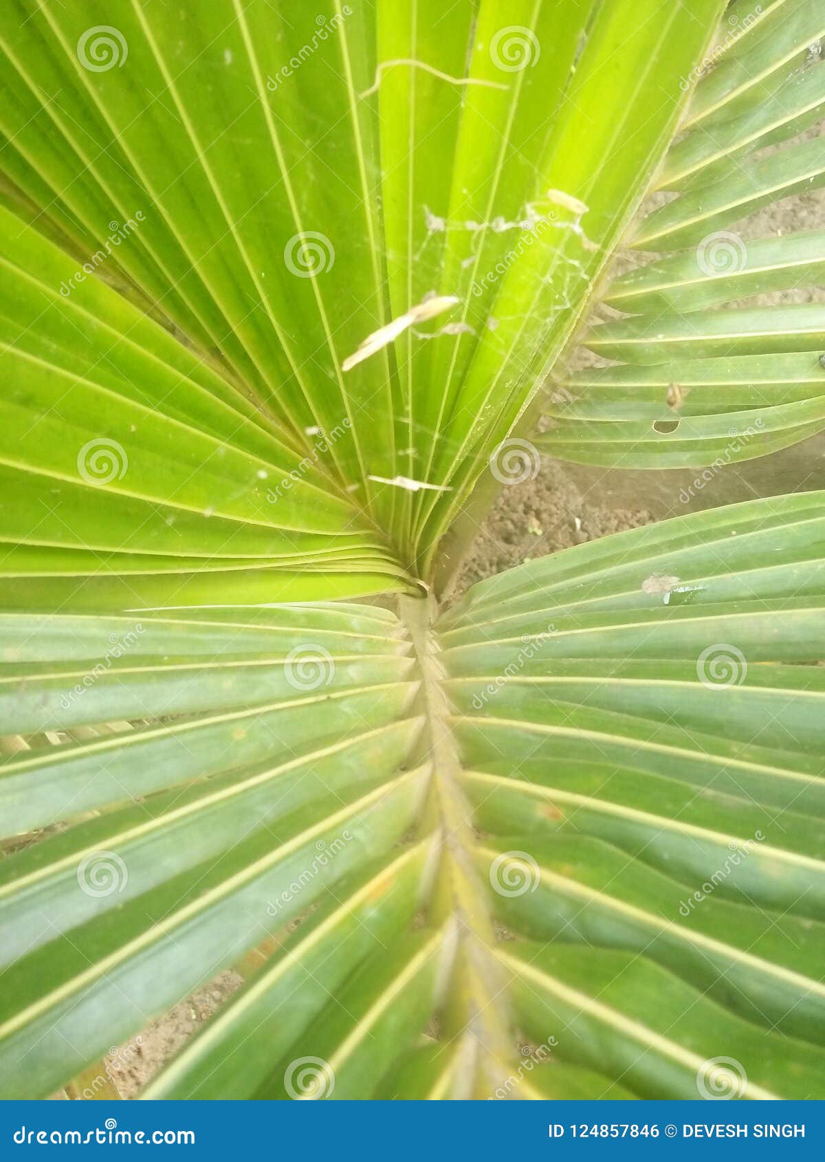 Planta del coco foto de archivo. Imagen de planta, verde - 124857846