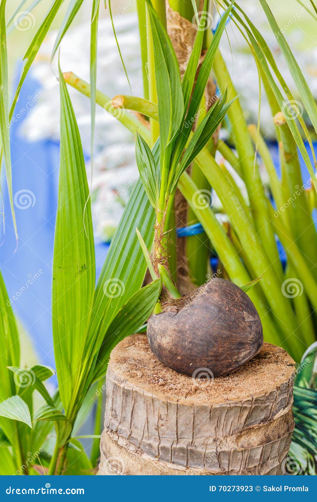 Planta Del Coco Que Siembra La Granja Imagen de archivo - Imagen de ...