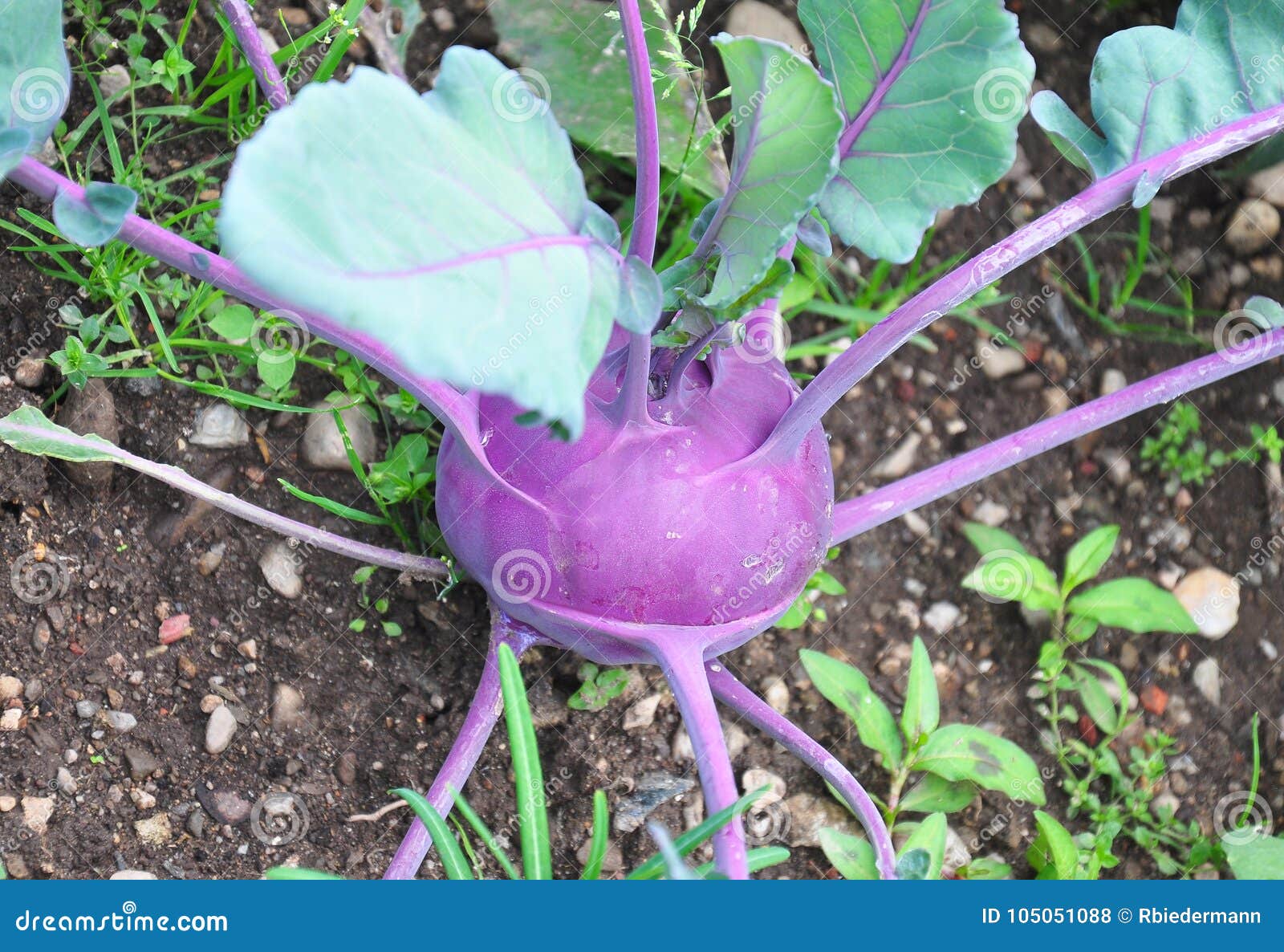 Planta del colinabo foto de archivo. Imagen de nabo - 105051088