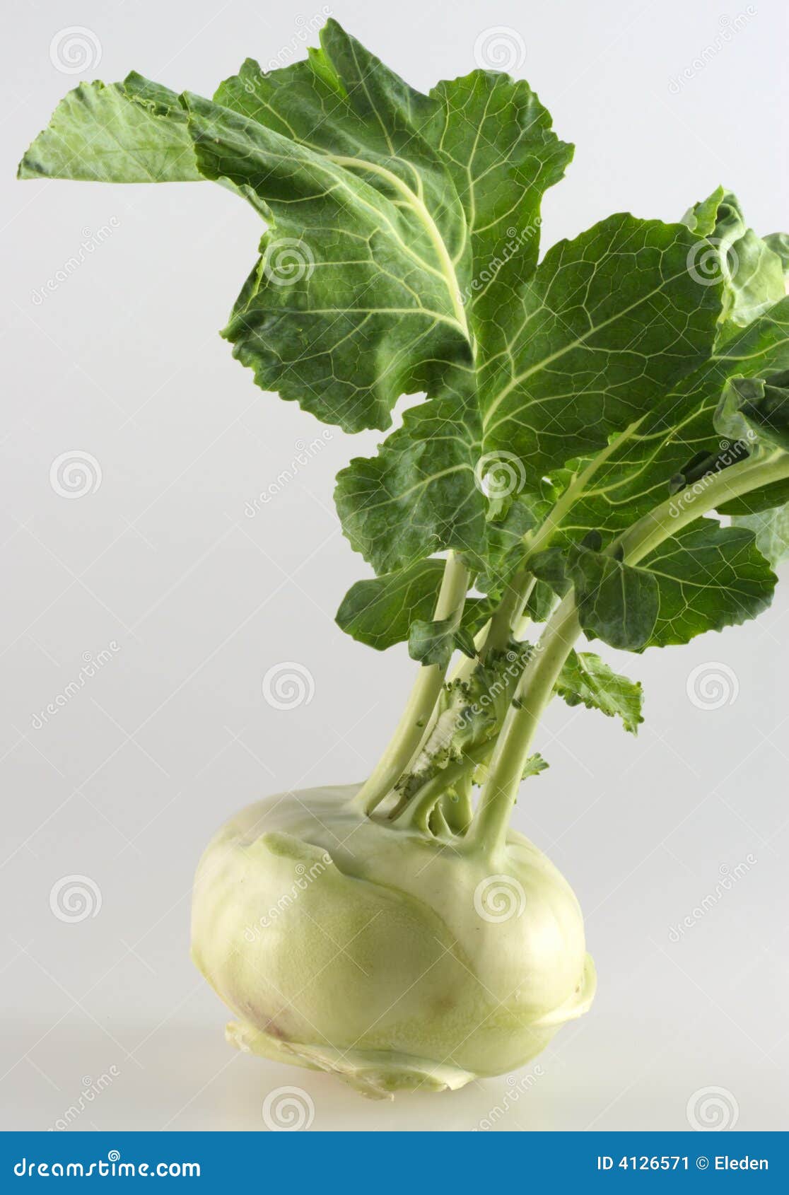 Planta del colinabo imagen de archivo. Imagen de crudo - 4126571