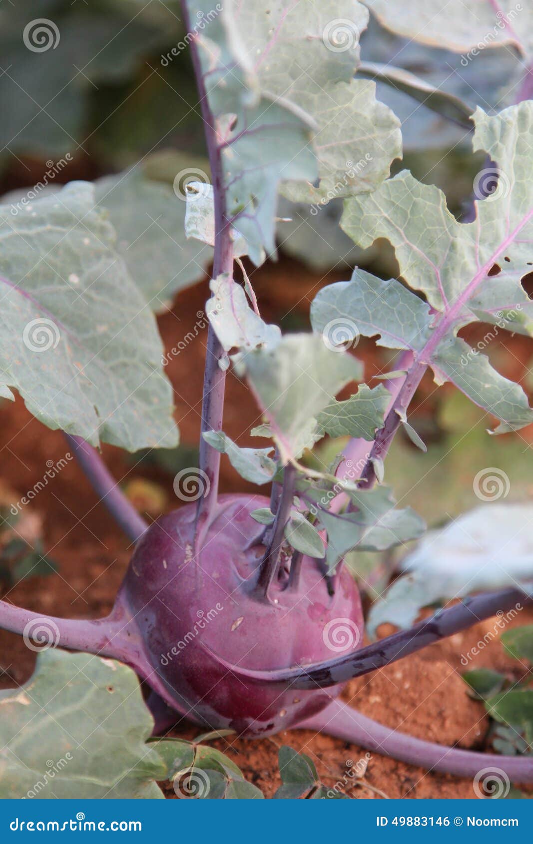 Planta del colinabo foto de archivo. Imagen de agricultura - 49883146