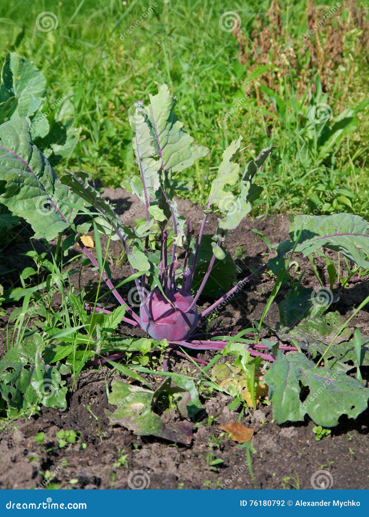 Planta del colinabo foto de archivo. Imagen de granja - 76180792