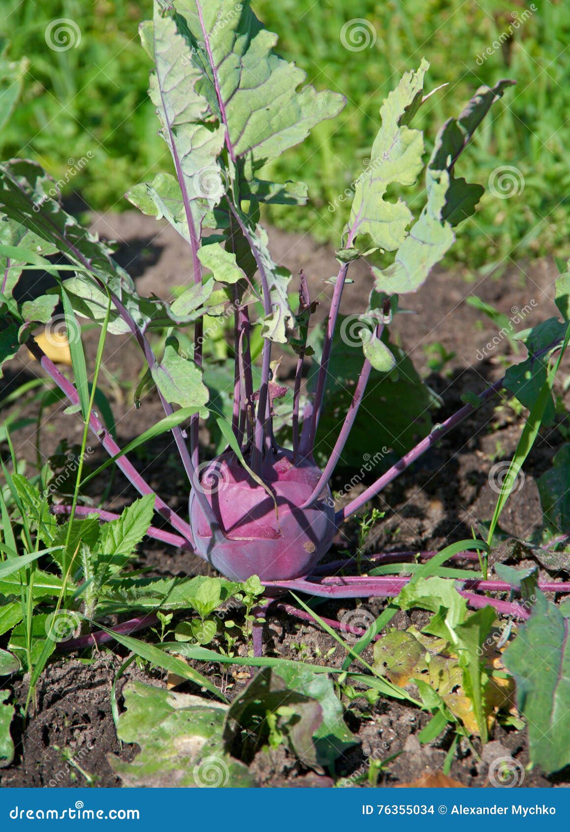 Planta del colinabo foto de archivo. Imagen de tierra - 76355034