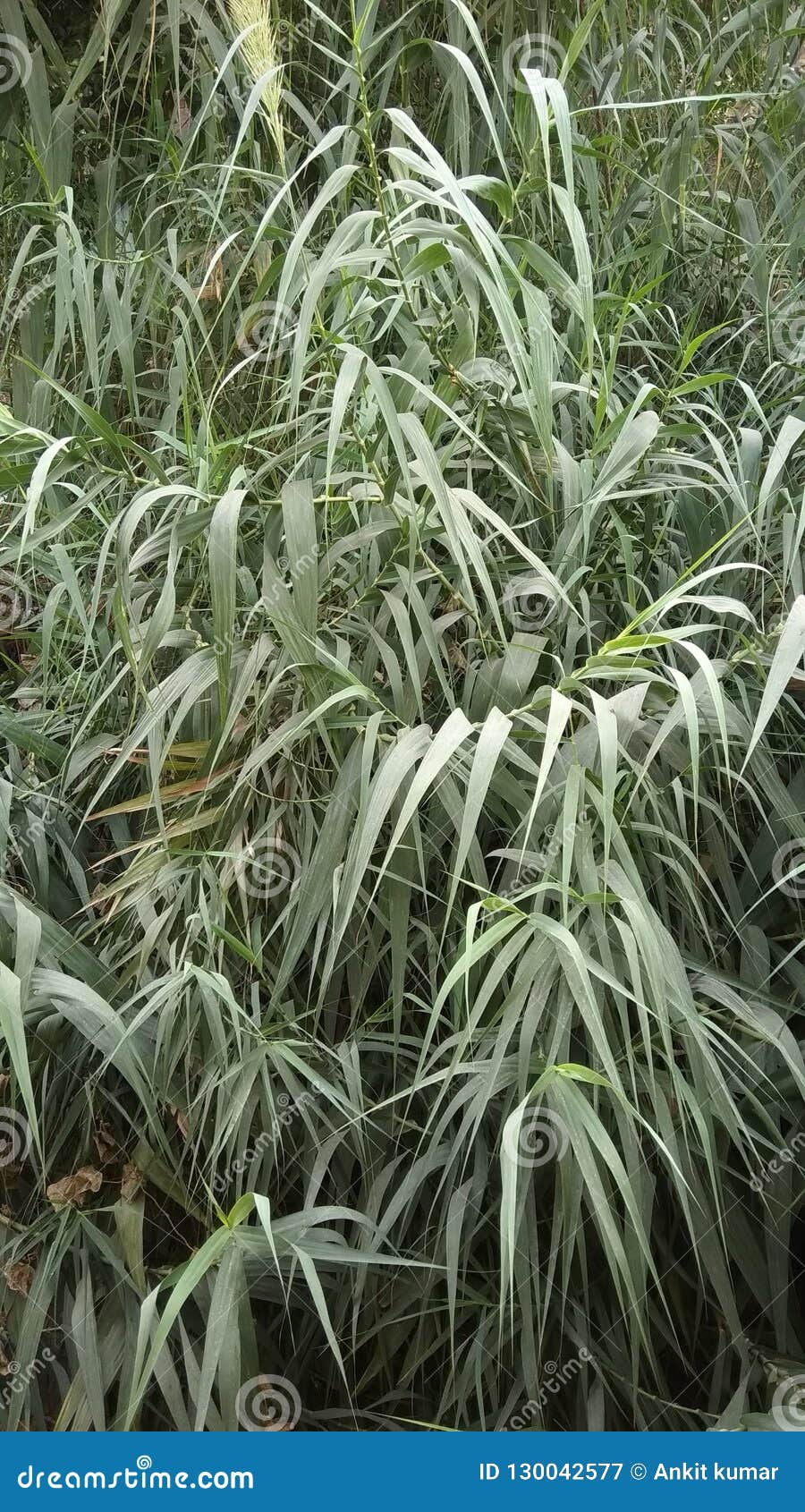 Planta Del Color Verde De Hierba Imagen de archivo - Imagen de verde ...