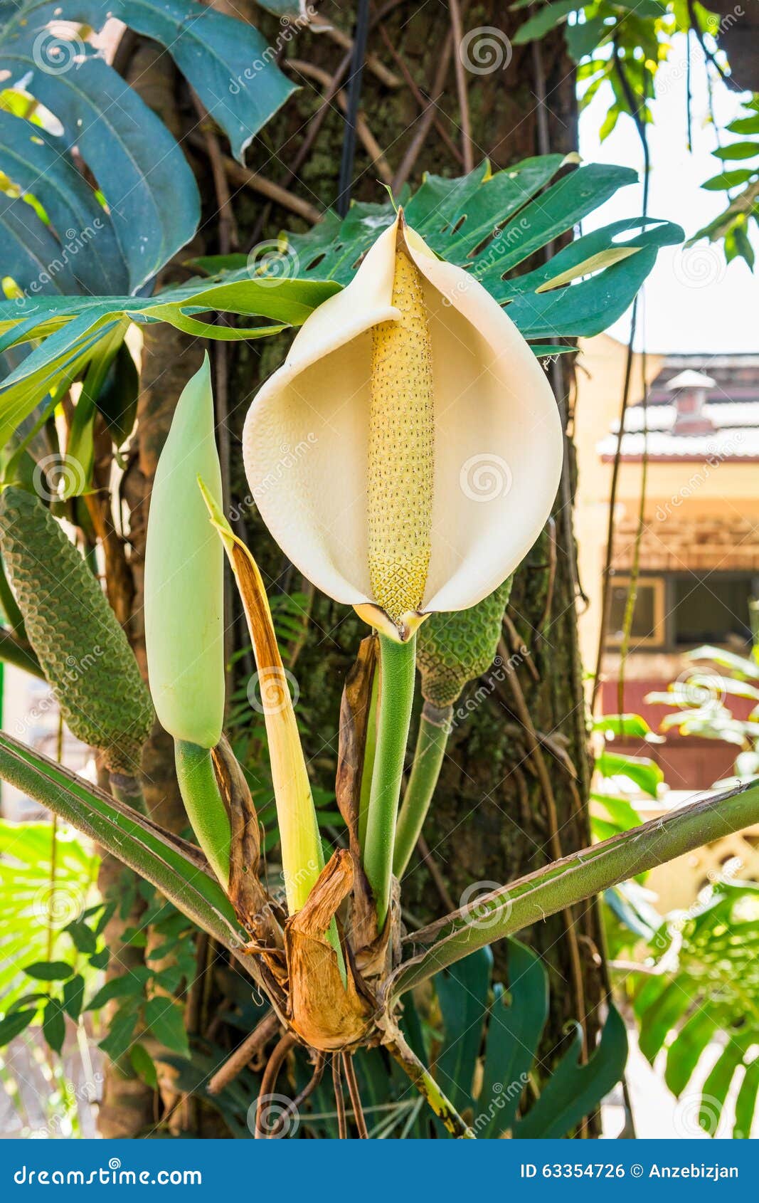 Planta Del Deliciosa De Monstera Foto de archivo - Imagen de flor ...