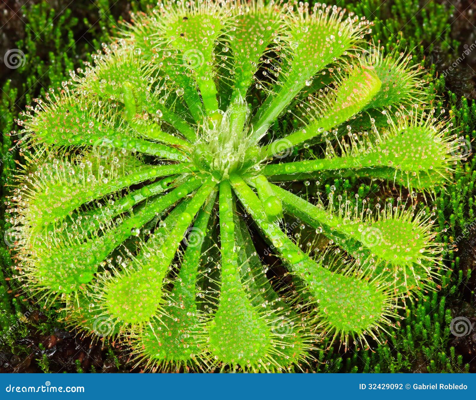 Planta del Drosera foto de archivo. Imagen de saturado - 32429092