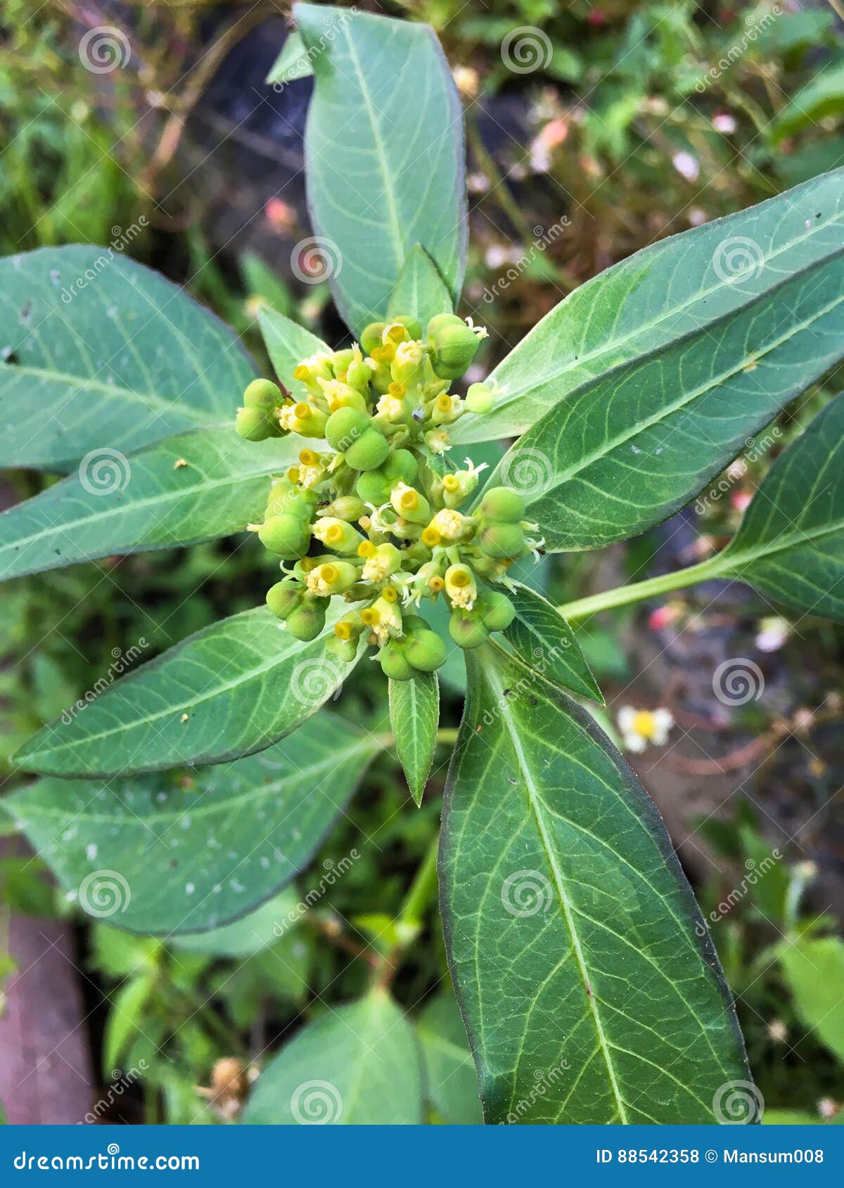 Planta Del Heterophylla Del Euforbio Foto de archivo - Imagen de planta ...