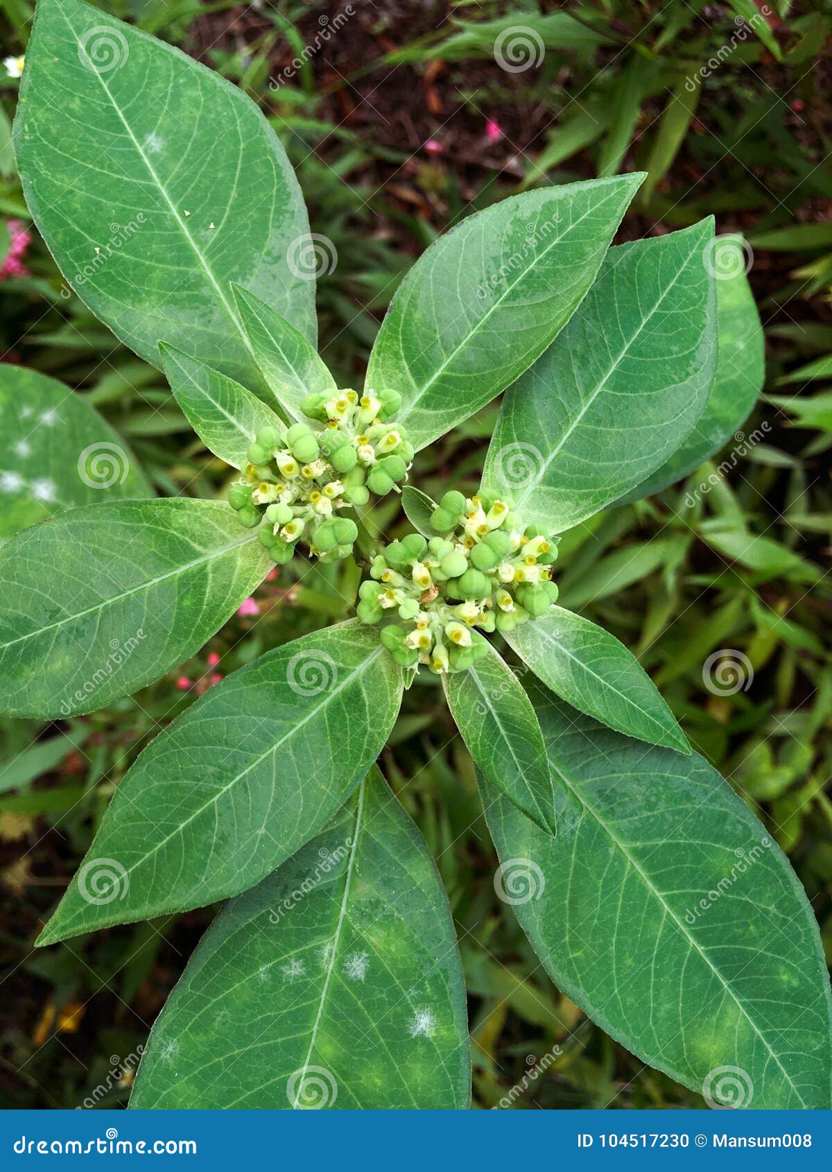 Planta Del Heterophylla Del Euforbio Foto de archivo - Imagen de cubo ...